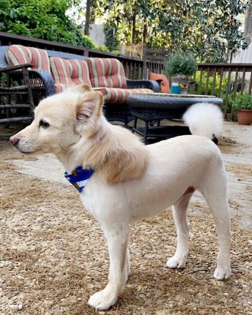 Owners Are Giving Their Dogs Mullets And I Can't Tell If It's Good Or ...
