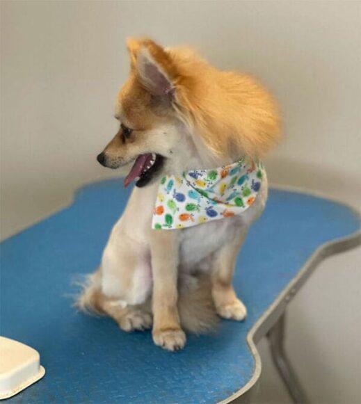 Owners Are Giving Their Dogs Mullets And I Can't Tell If It's Good Or ...