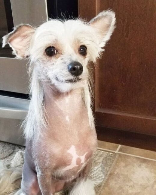 Owners Are Giving Their Dogs Mullets And I Can't Tell If It's Good Or ...