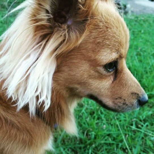 Owners Are Giving Their Dogs Mullets And I Can't Tell If It's Good Or ...