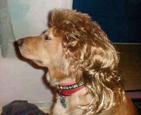 Owners Are Giving Their Dogs Mullets And I Can't Tell If It's Good Or ...