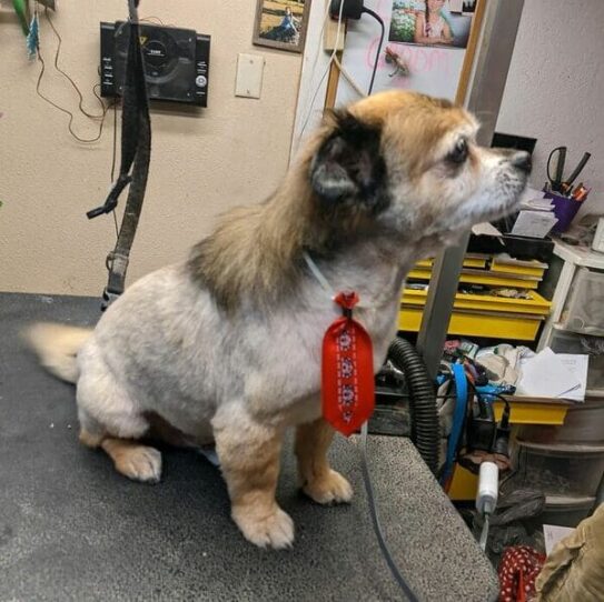 Owners Are Giving Their Dogs Mullets And I Can't Tell If It's Good Or ...