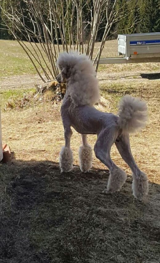 Owners Are Giving Their Dogs Mullets And I Can't Tell If It's Good Or ...