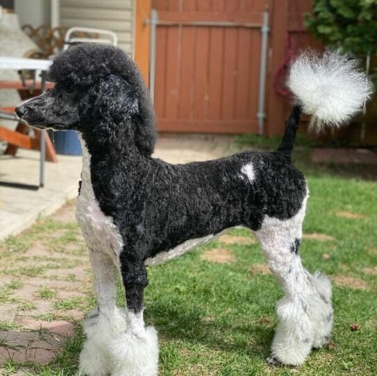 Owners Are Giving Their Dogs Mullets And I Can't Tell If It's Good Or ...