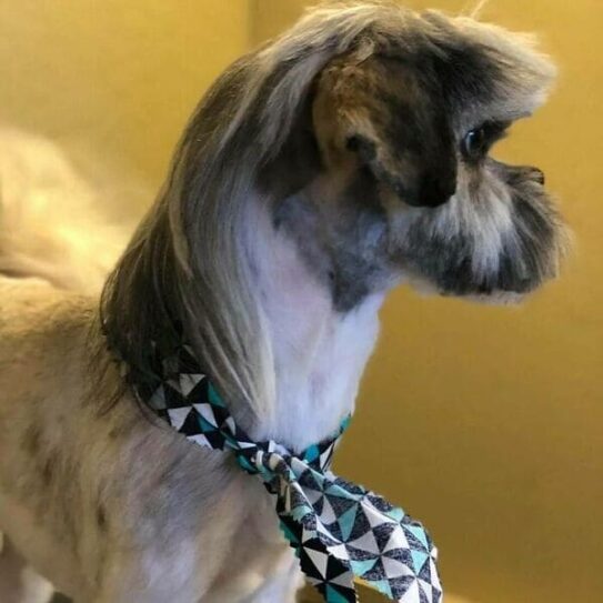 Owners Are Giving Their Dogs Mullets And I Can't Tell If It's Good Or ...