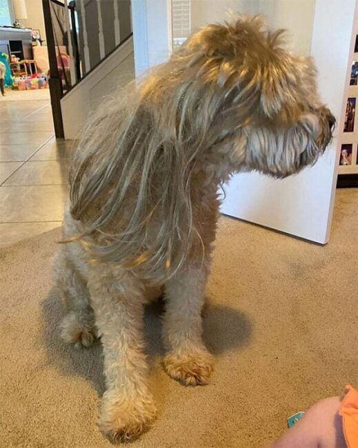 Owners Are Giving Their Dogs Mullets And I Can't Tell If It's Good Or ...