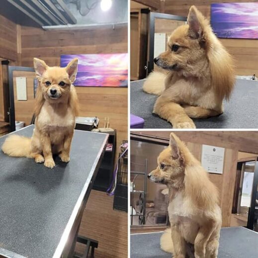 Owners Are Giving Their Dogs Mullets And I Can't Tell If It's Good Or ...