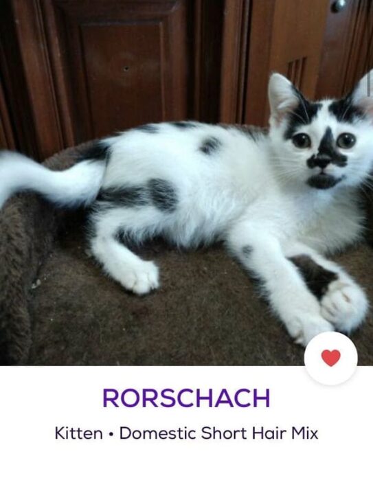 Petfinder Names Account Shares The Most Creative Pet Names People Petfinder Names Account Shares The Most Creative Pet Names People