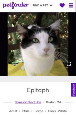 "Petfinder Names" Account Shares The Most Creative Pet Names People ...