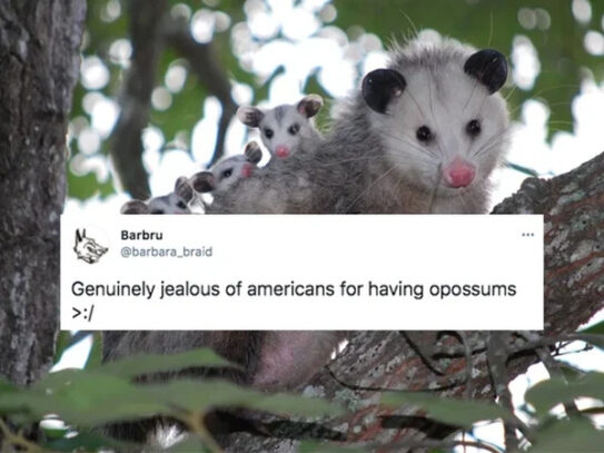 25 Random Things Americans Didn't Know The Rest Of The World Was Jealous Of