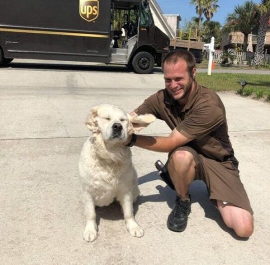 UPS Dogs Who Wait Patiently Their Neighborhood Drivers