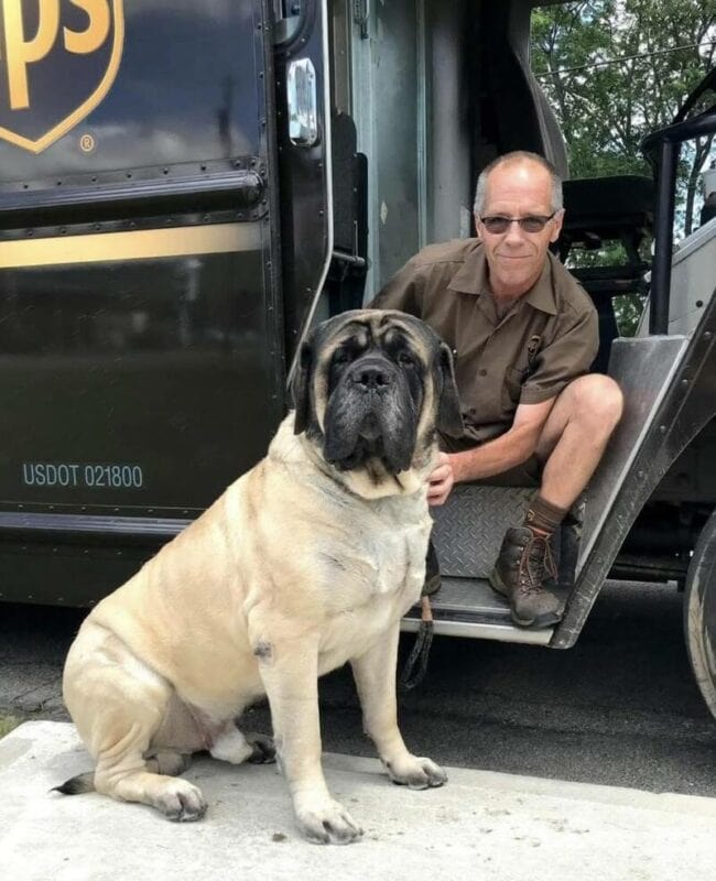 UPS Dogs Who Wait Patiently Their Neighborhood Drivers