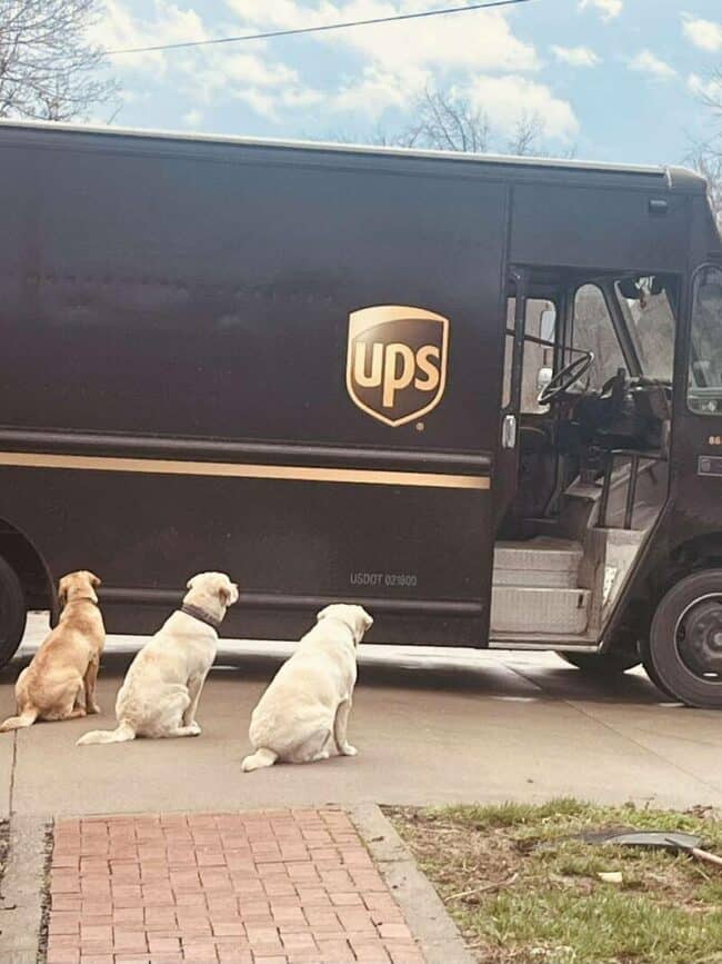UPS Dogs Who Wait Patiently Their Neighborhood Drivers