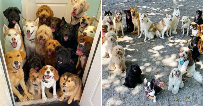 Dog Daycare Amazingly Coordinates Perfect Dog Group Photos (30 Pics)