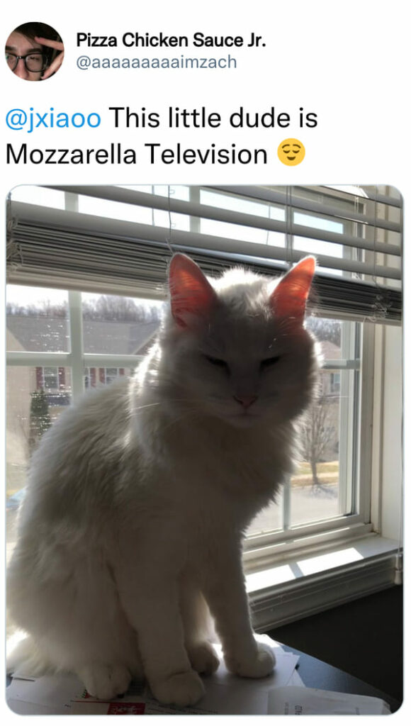 Cat Owners Are Sharing The Funny Names They've Given Them In This Viral ...