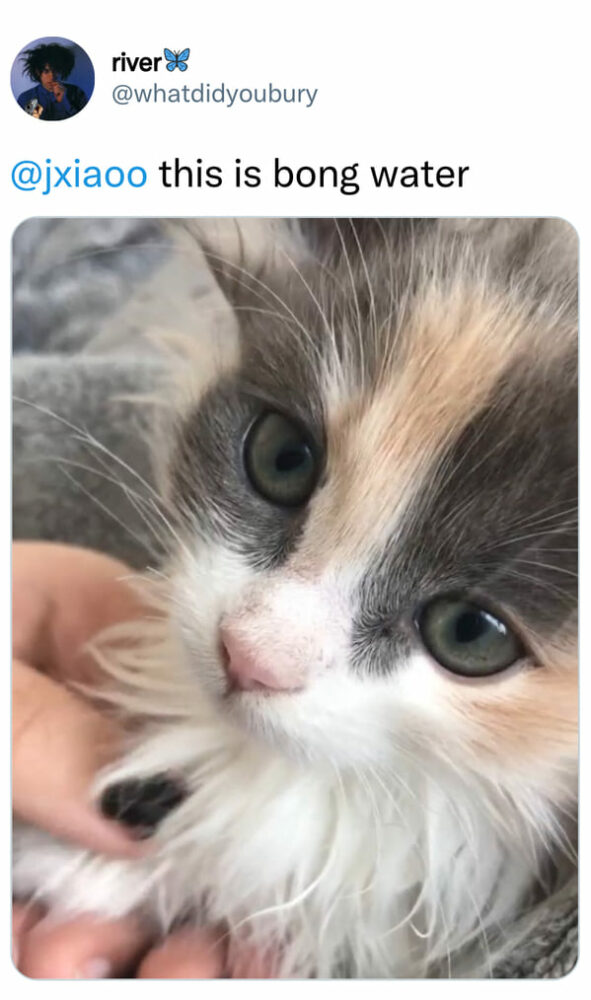 Cat Owners Are Sharing The Funny Names They've Given Them In This Viral ...