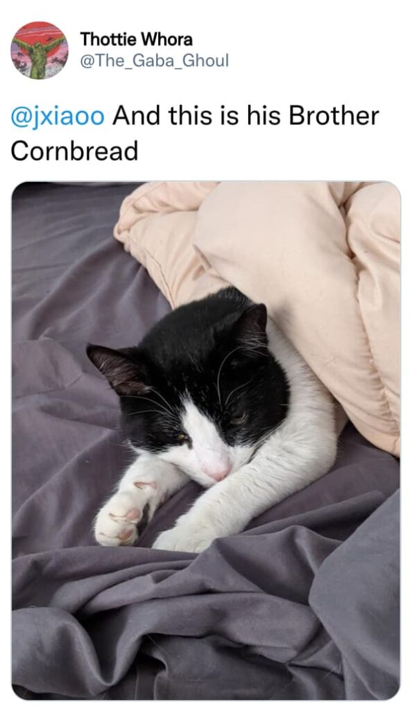 Cat Owners Are Sharing The Funny Names They've Given Them In This Viral ...