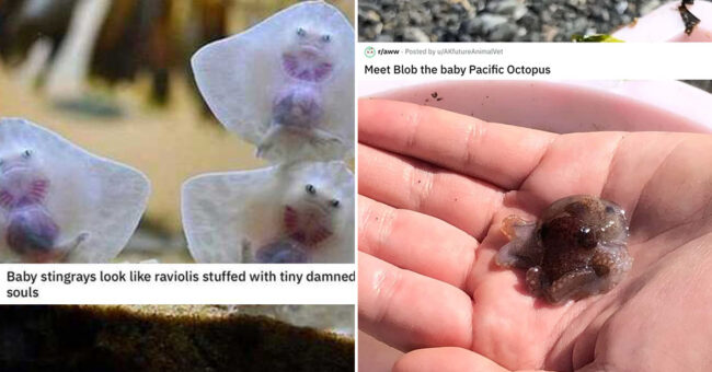23 Baby Animals You Probably Didn't Realize Looked Like That As Babies