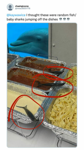 Dolphin Goes Viral After Eyeing The Catering At Wedding Rehearsal Dinner