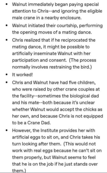 Walnut The Crane Rejects All Suitors And Falls In Love With Her Human ...