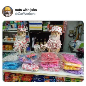 Twitter Account Shares Pics Of Hard Working Cats With Jobs (25 Pics)
