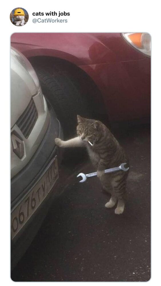 Twitter Account Shares Pics Of Hard Working Cats With Jobs (25 Pics)
