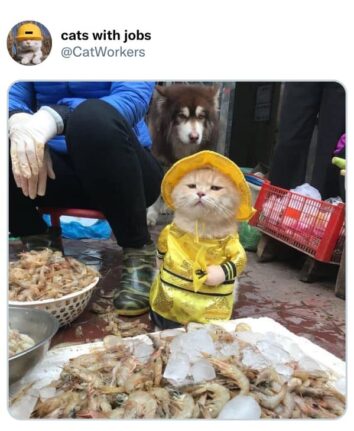 Twitter Account Shares Pics Of Hard Working Cats With Jobs (25 Pics)