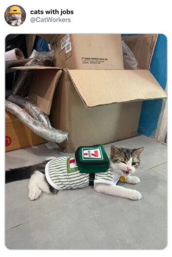 Twitter Account Shares Pics Of Hard Working Cats With Jobs (25 Pics)