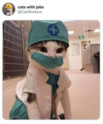 Twitter Account Shares Pics Of Hard Working Cats With Jobs (25 Pics)
