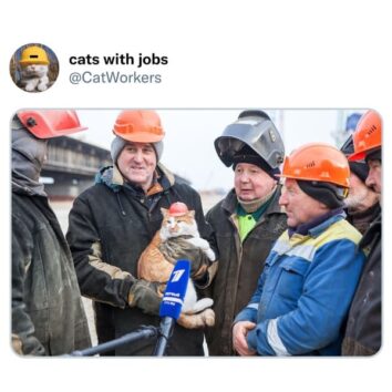 Twitter Account Shares Pics Of Hard Working Cats With Jobs (25 Pics)