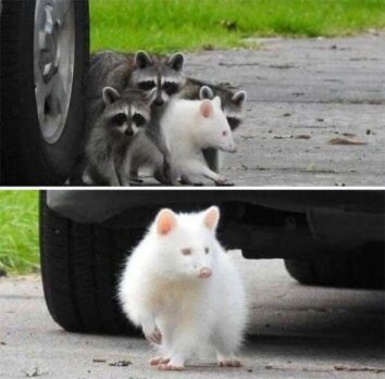 People Are Sharing Found Things That Are Shockingly A Different Color ...