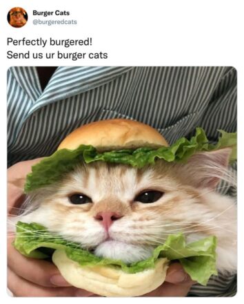 This Account Shares Pics Of Cats In Burger Form And It's Well Done (15 Pics)