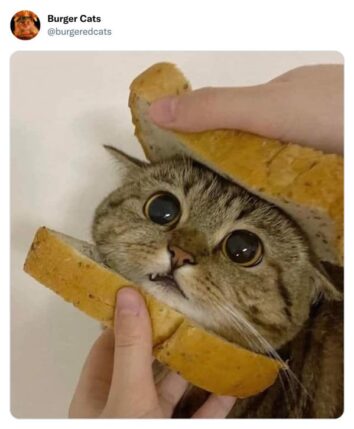 This Account Shares Pics Of Cats In Burger Form And It's Well Done (15 ...