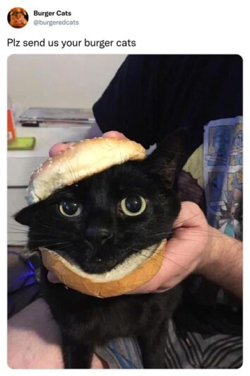 This Account Shares Pics Of Cats In Burger Form And It's Well Done (15 ...