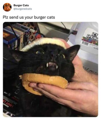 This Account Shares Pics Of Cats In Burger Form And It's Well Done (15 ...