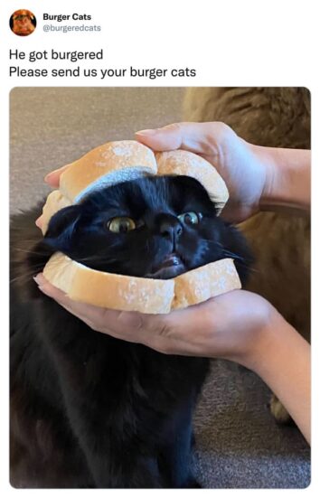 This Account Shares Pics Of Cats In Burger Form And It's Well Done (15 ...