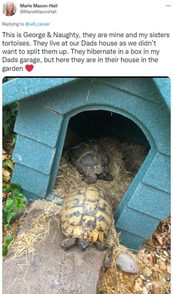 Pet Tortoises Hibernating In Different Places — A Wholesome Thread