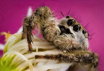 35 Cute Spiders That Even An Arachnophobe Would Like