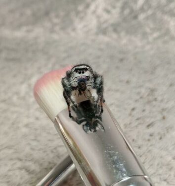 35 Cute Spiders That Even An Arachnophobe Would Like