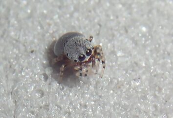 35 Cute Spiders That Even An Arachnophobe Would Like