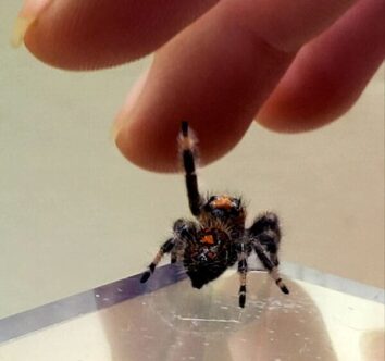 35 Cute Spiders That Even An Arachnophobe Would Like
