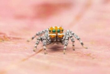 35 Cute Spiders That Even An Arachnophobe Would Like