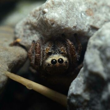 35 Cute Spiders That Even An Arachnophobe Would Like