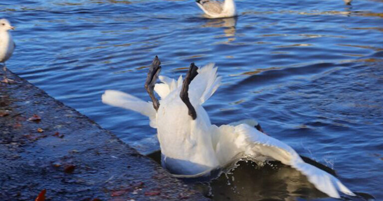 Can Bird Photography Be So Bad It's Good? This Facebook Group Thinks So ...