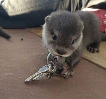 40 Otterly Adorable Otter Pictures To Start Your Week Right