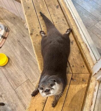 40 Otterly Adorable Otter Pictures To Start Your Week Right