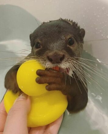 40 Otterly Adorable Otter Pictures To Start Your Week Right