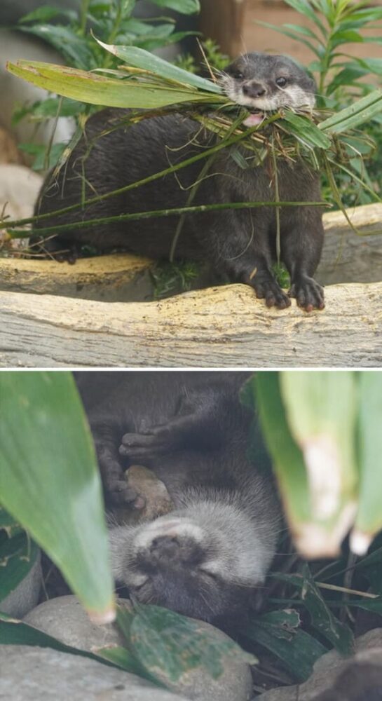 40 Otterly Adorable Otter Pictures To Start Your Week Right