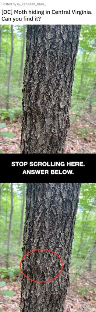 18 Astonishing Photos Of Animals Hidden In Plain Sight