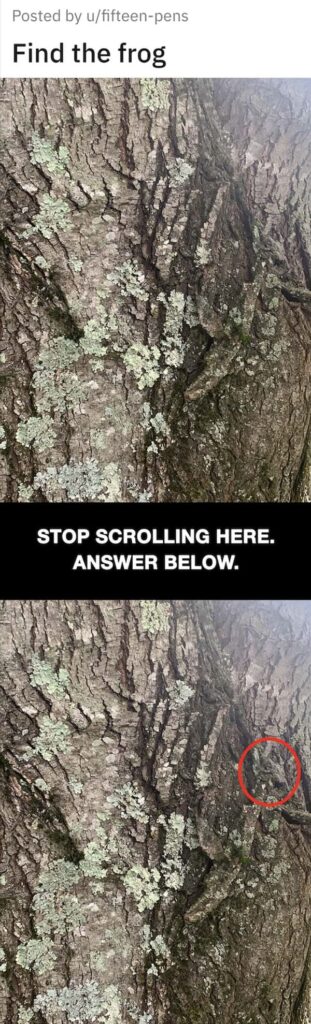 18 Astonishing Photos Of Animals Hidden In Plain Sight